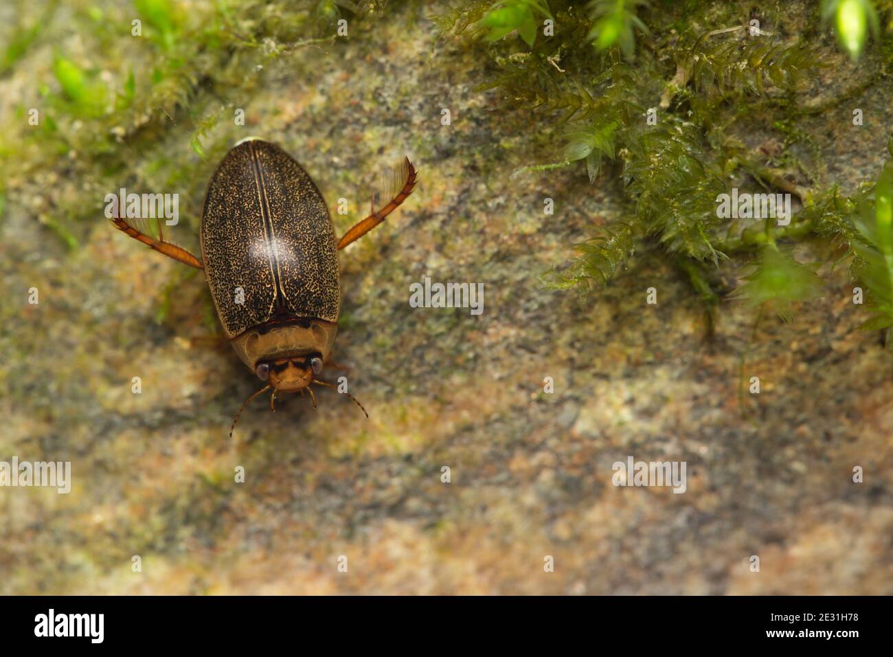 Diving beetle (Rhantus exsoletus Stock Photo - Alamy