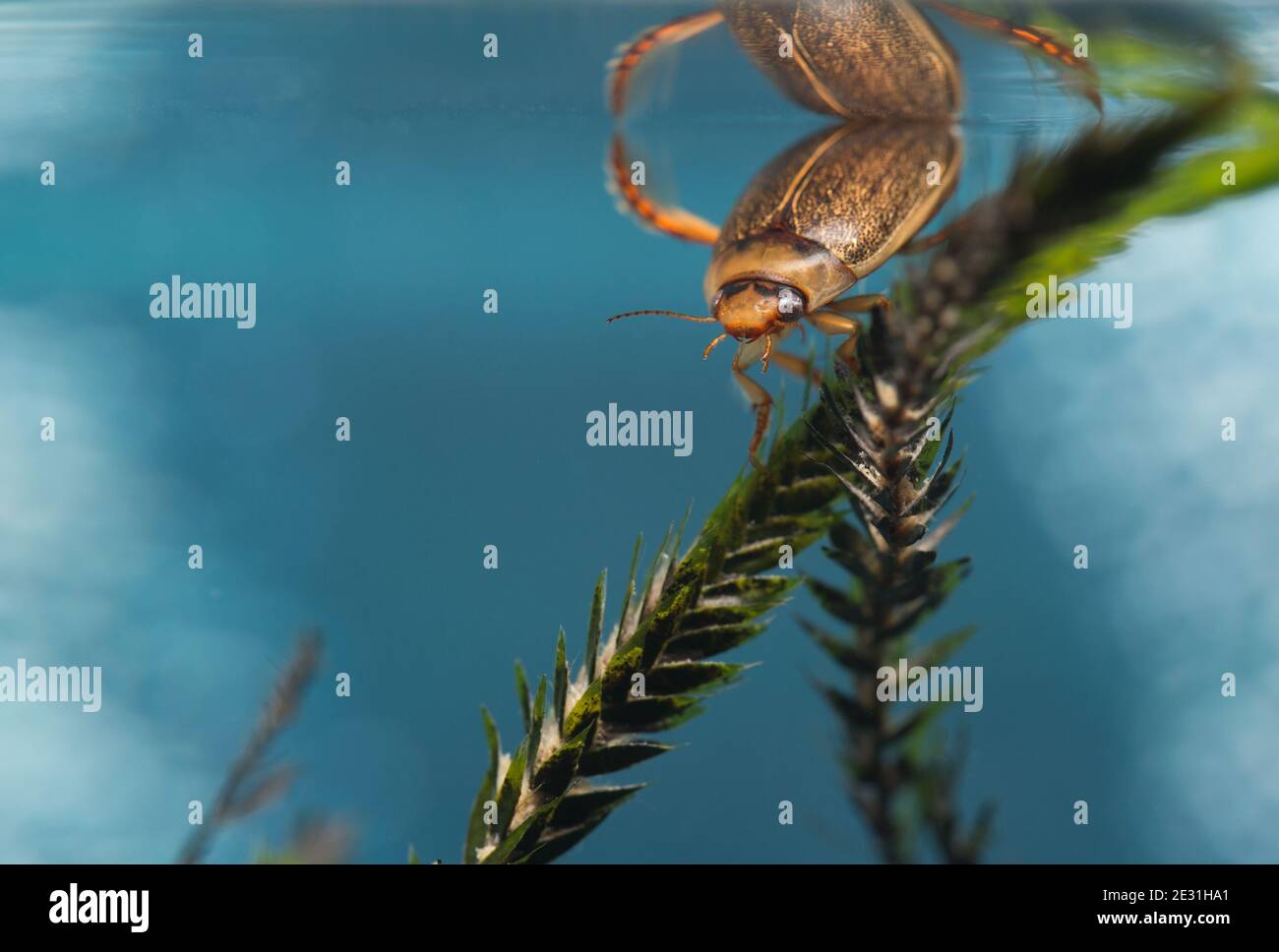 Diving beetle (Rhantus exsoletus Stock Photo - Alamy
