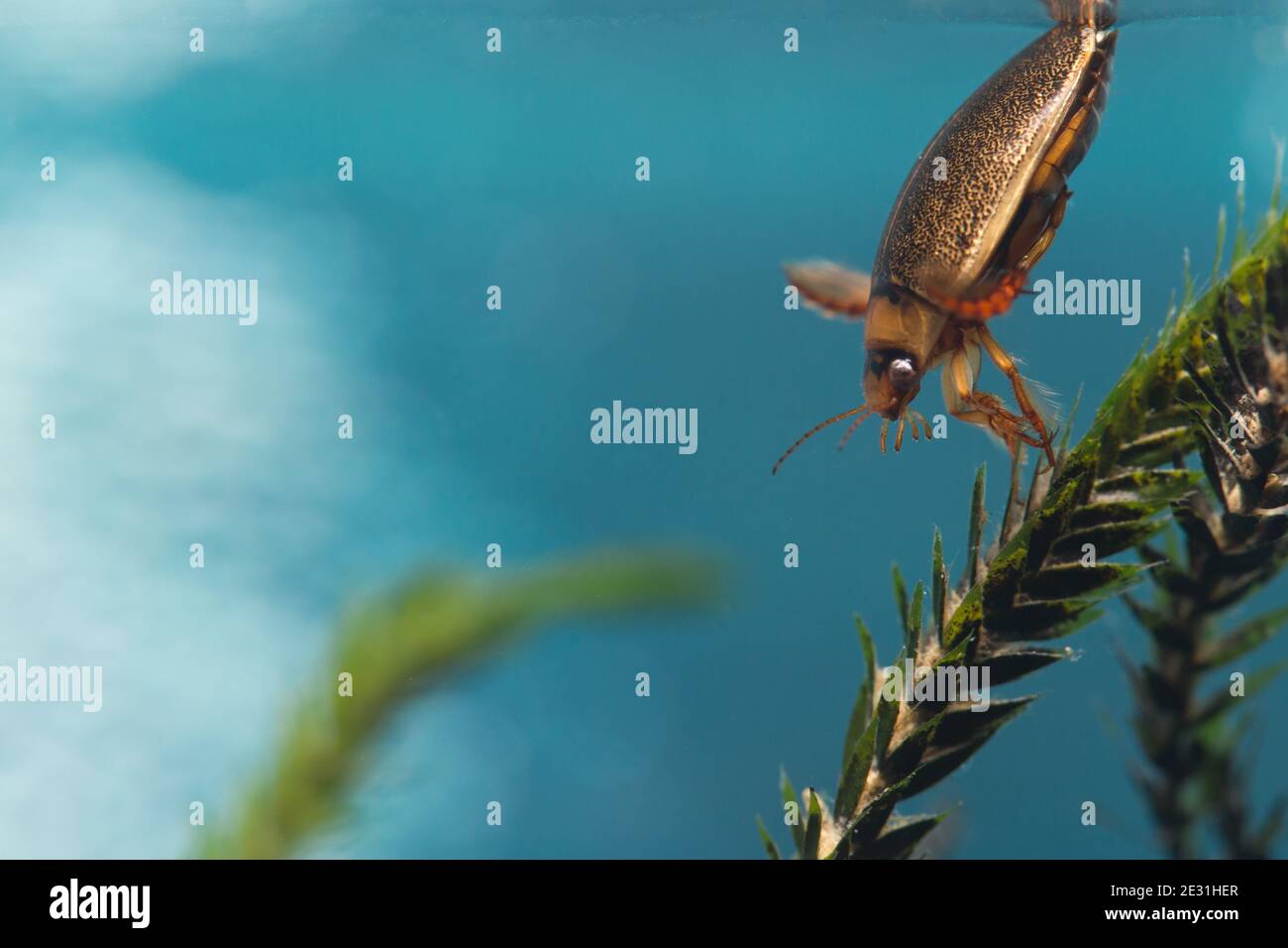 Diving beetle (Rhantus exsoletus Stock Photo - Alamy