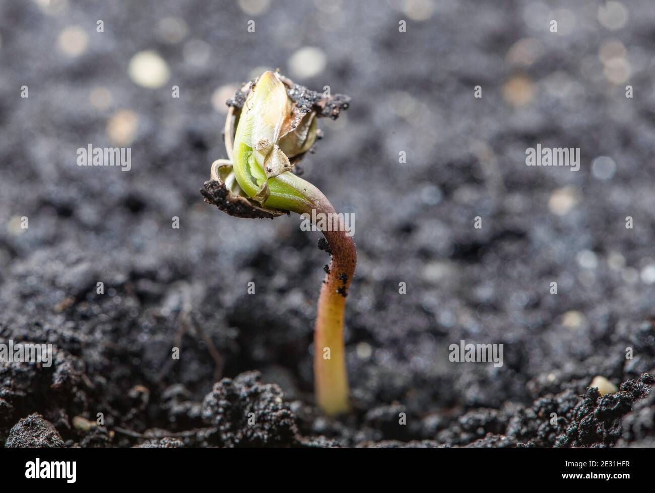 Hemp plant - leaves. Growth phases, from germination to seedling ...