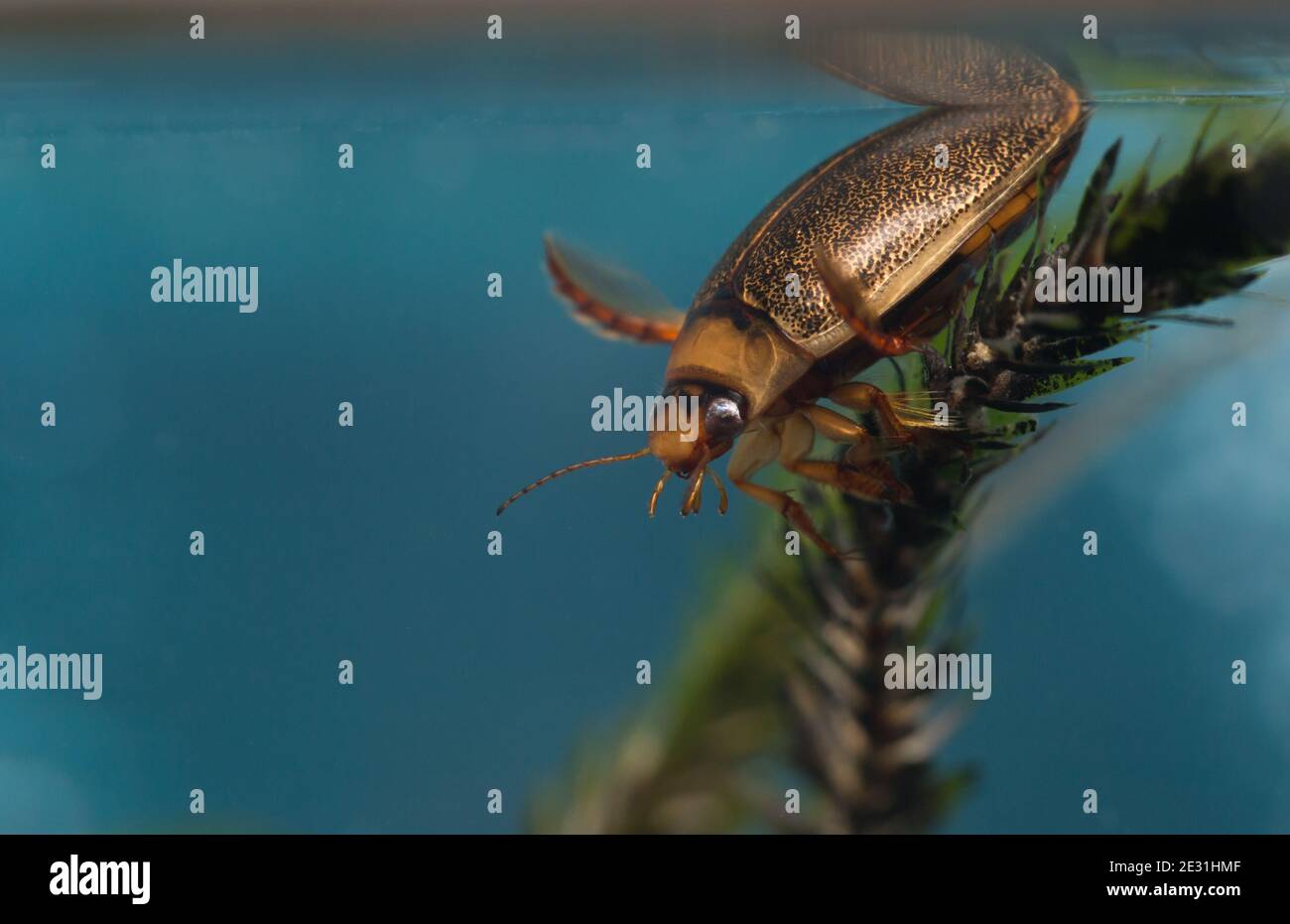 Diving beetle (Rhantus exsoletus Stock Photo - Alamy