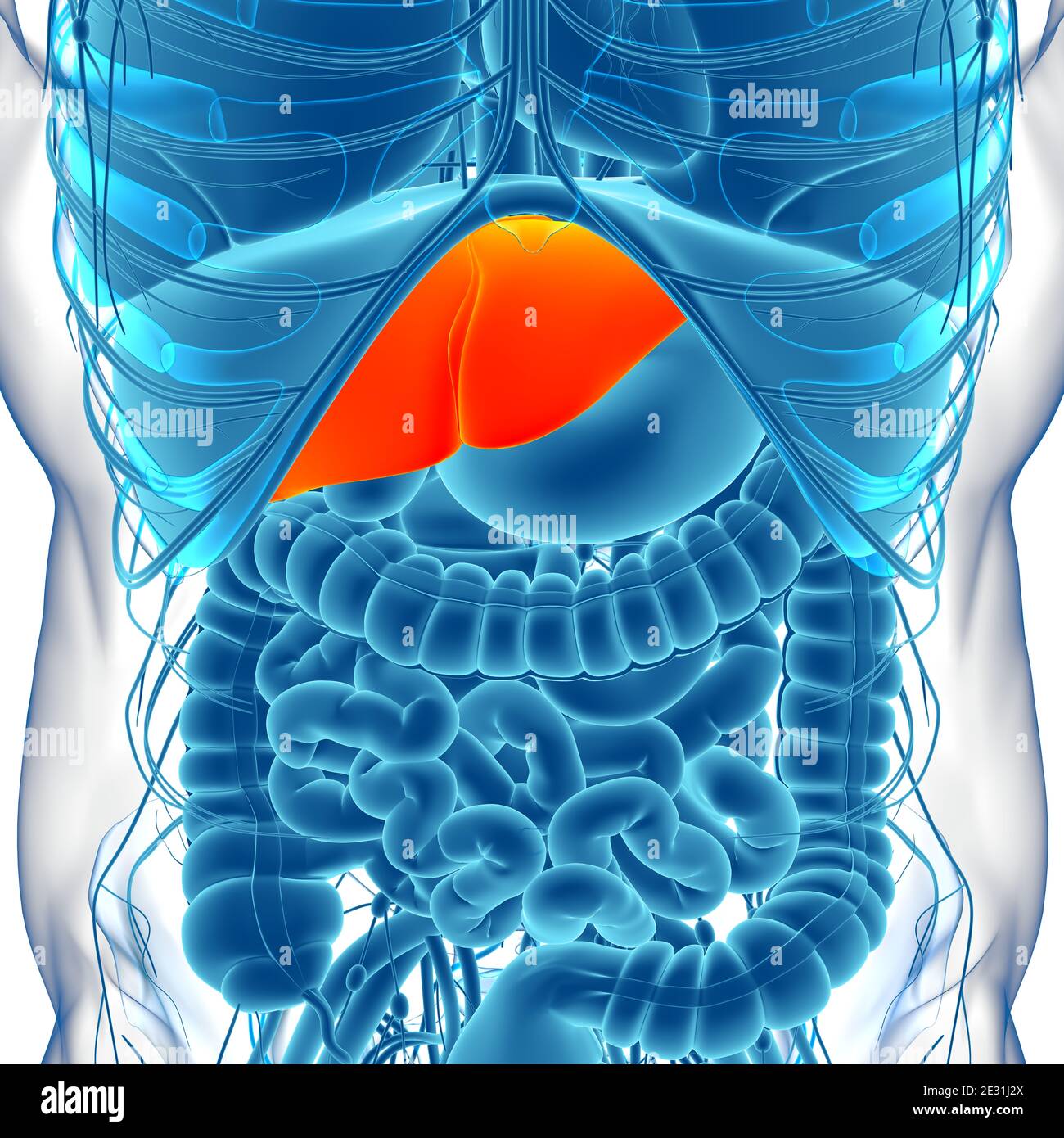 Liver 3D Illustration Human Digestive System Anatomy For Medical ...