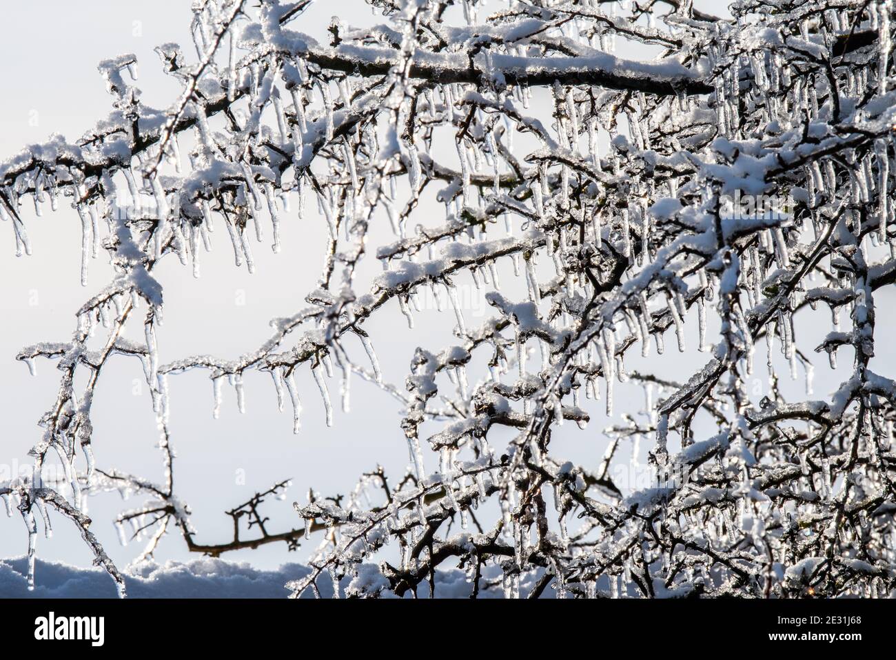 Icicle tree hi-res stock photography and images - Alamy