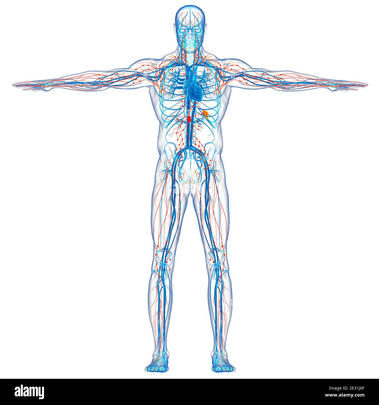 Human Lymph Nodes Anatomy For Medical Concept 3D Illustration Stock ...