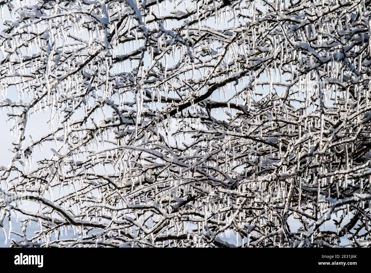 Icicle tree hi-res stock photography and images - Alamy