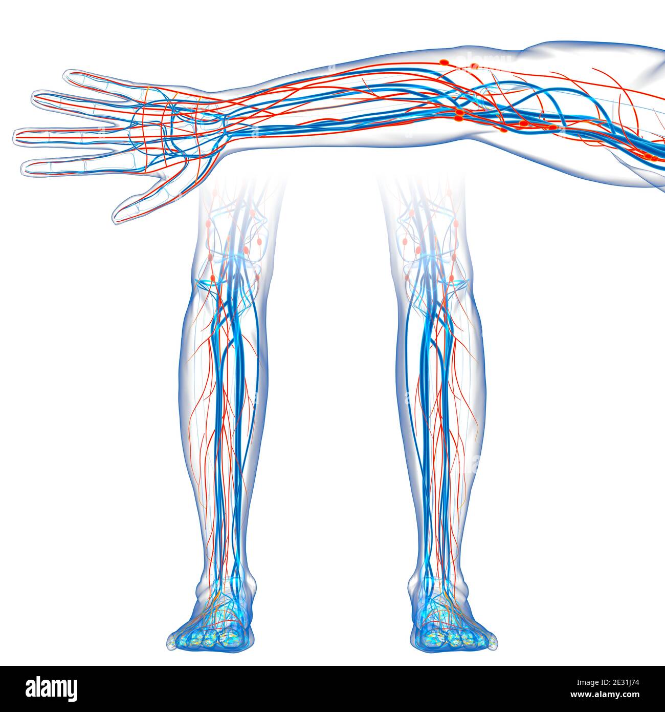 Human Lymph Nodes Anatomy For Medical Concept 3D Illustration Stock ...