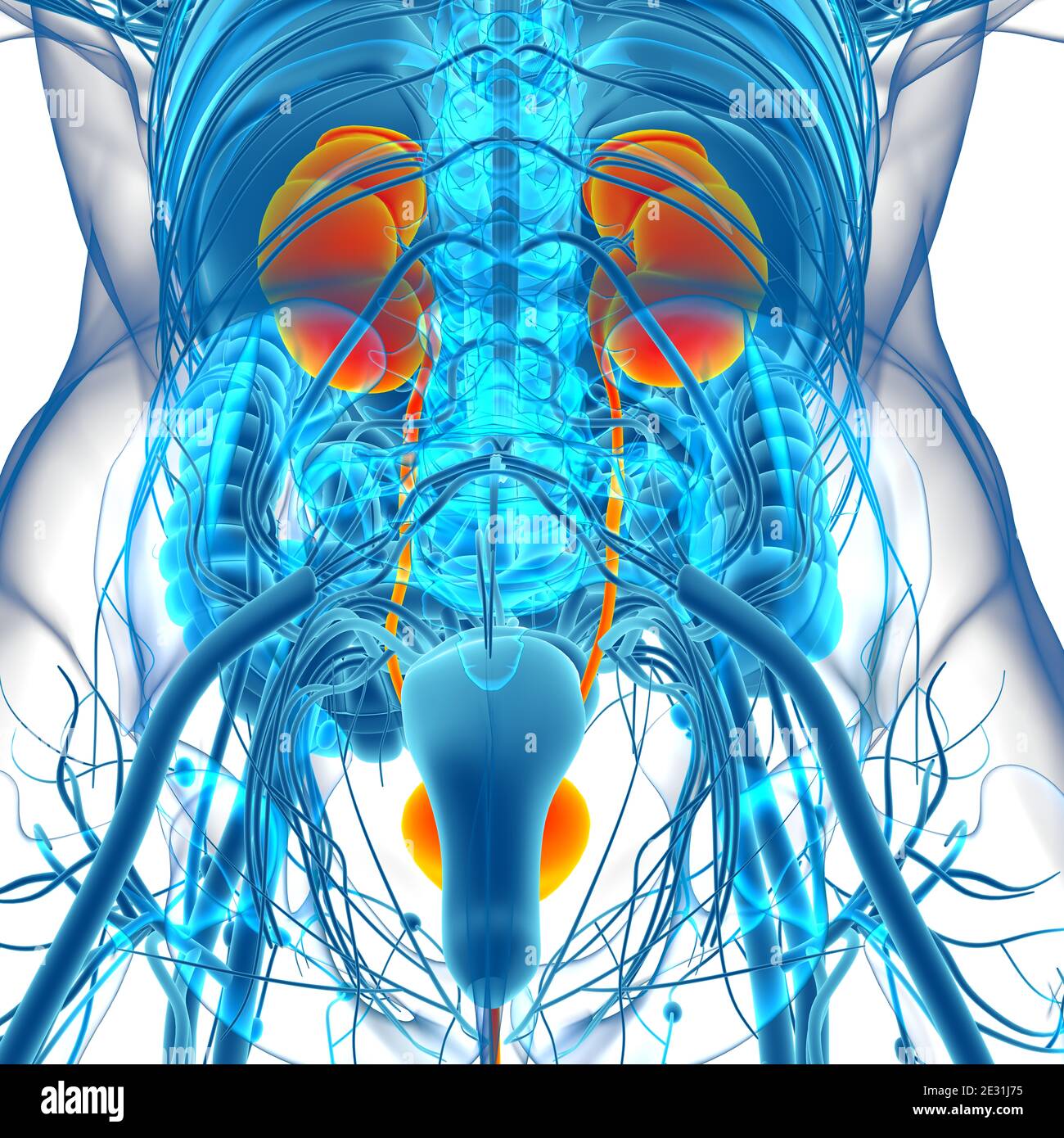 Human Urinary System Kidneys with Bladder Anatomy For Medical Concept ...