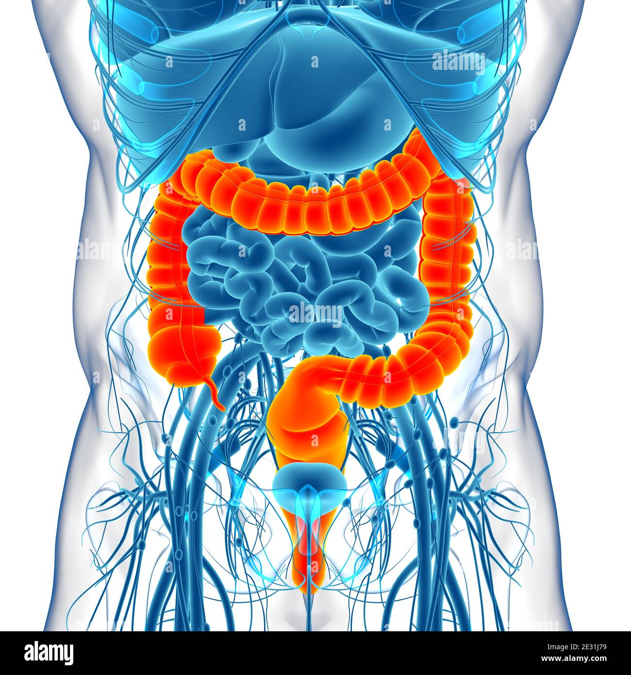Large Intestine 3D Illustration Human Digestive System Anatomy For ...