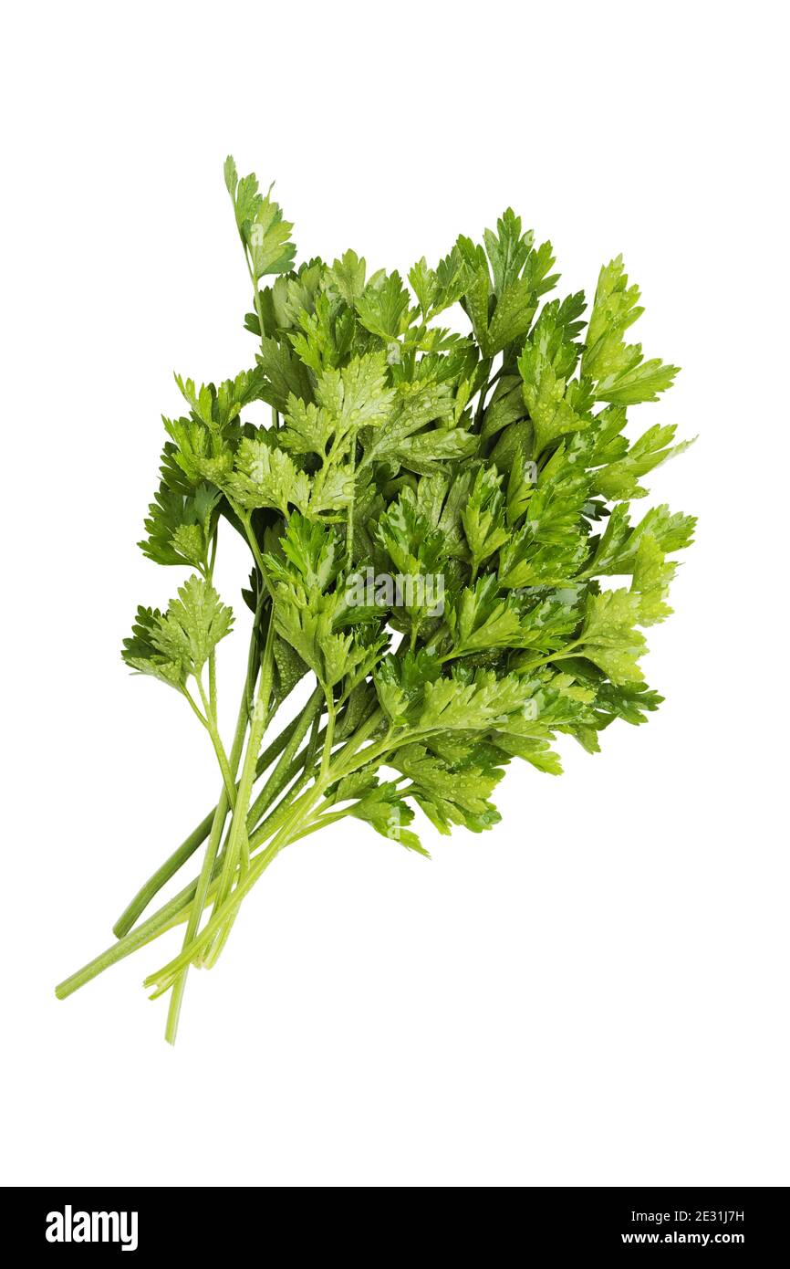 Closeup bunch of fresh raw parsley with drops of water isolated on ...