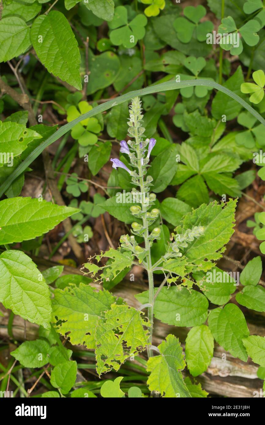 Heartleaf Skullcap High Resolution Stock Photography and Images - Alamy