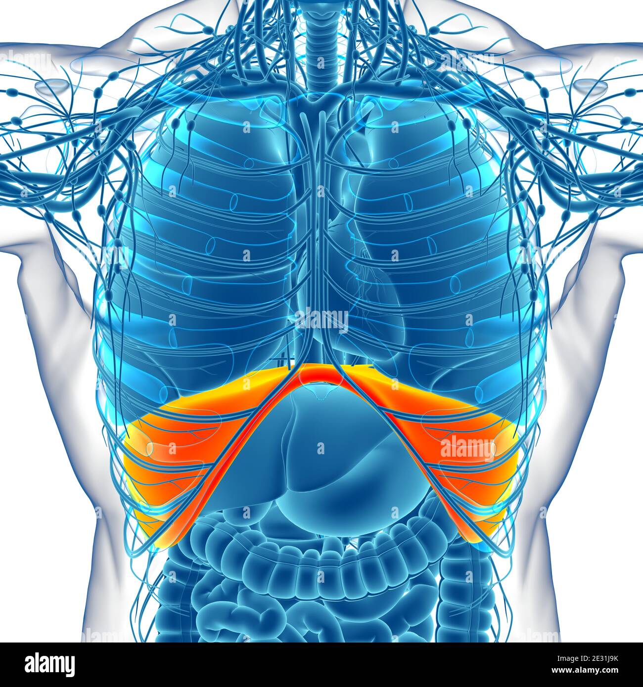 Diaphragm Human Respiratory System Anatomy For Medical Concept 3D ...