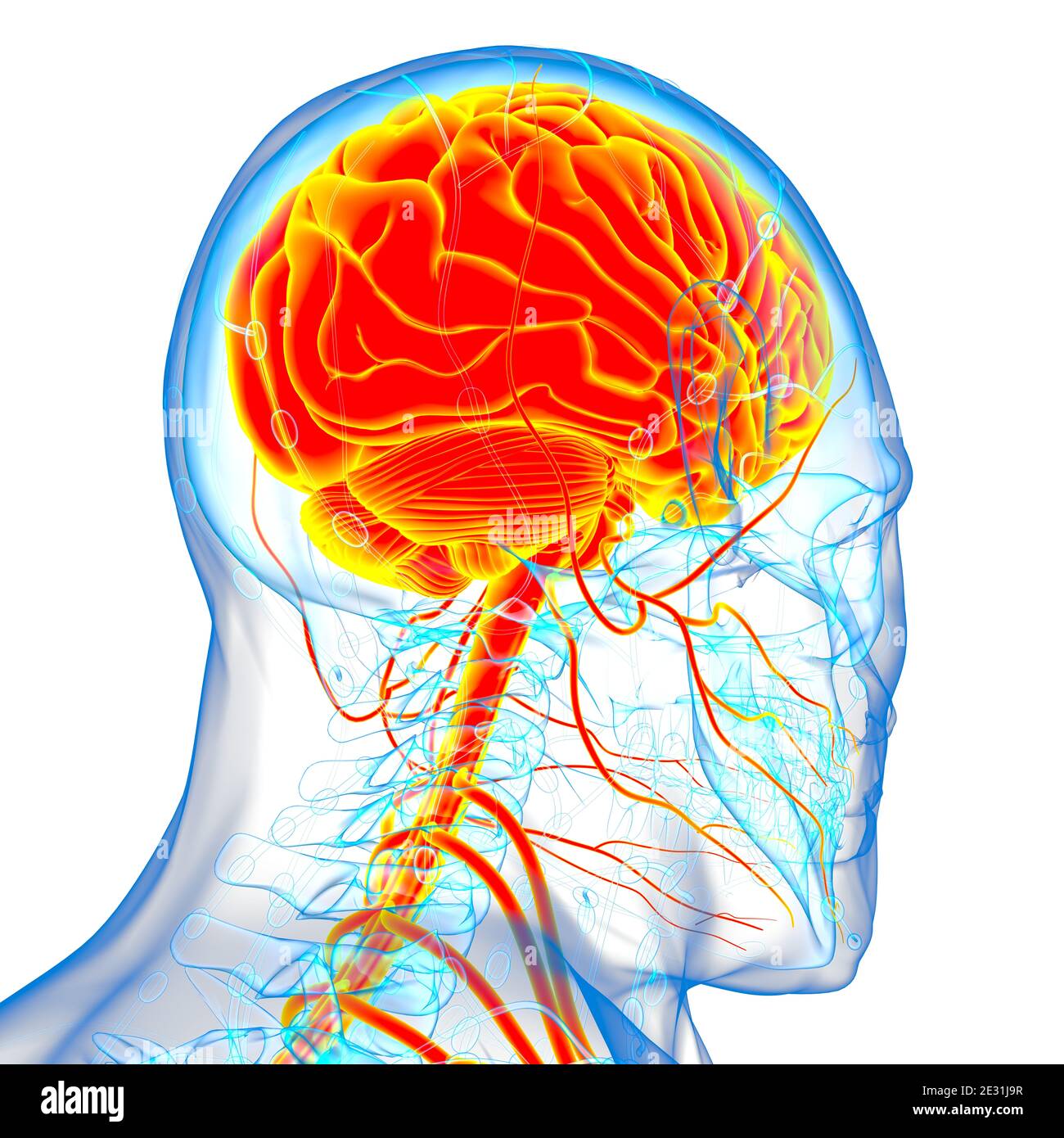 Human Brain Anatomy For Medical Concept 3D Illustration Stock Photo - Alamy