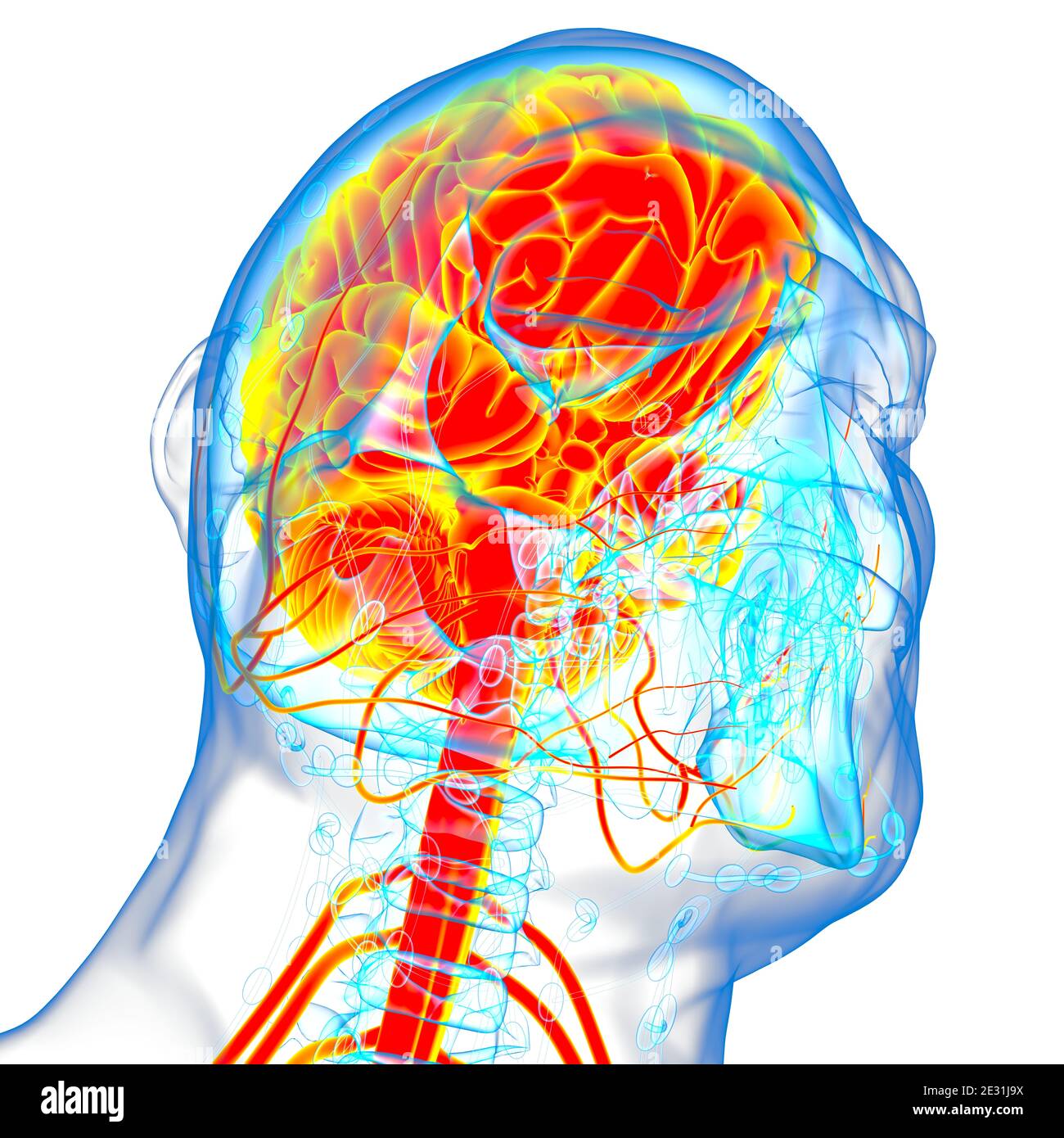 Human Brain Anatomy For Medical Concept 3D Illustration Stock Photo - Alamy