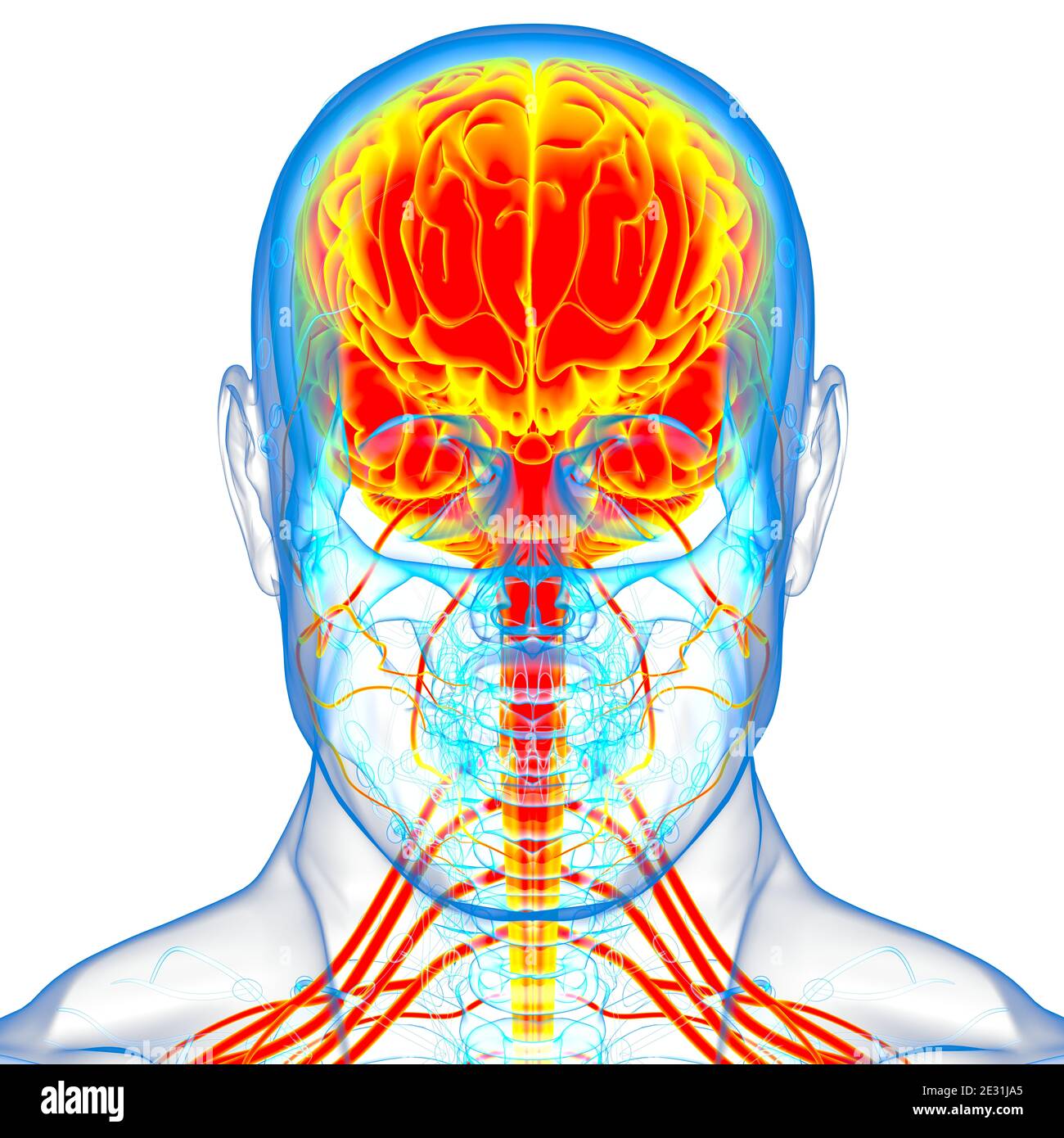 Human Brain Anatomy For Medical Concept 3D Illustration Stock Photo - Alamy