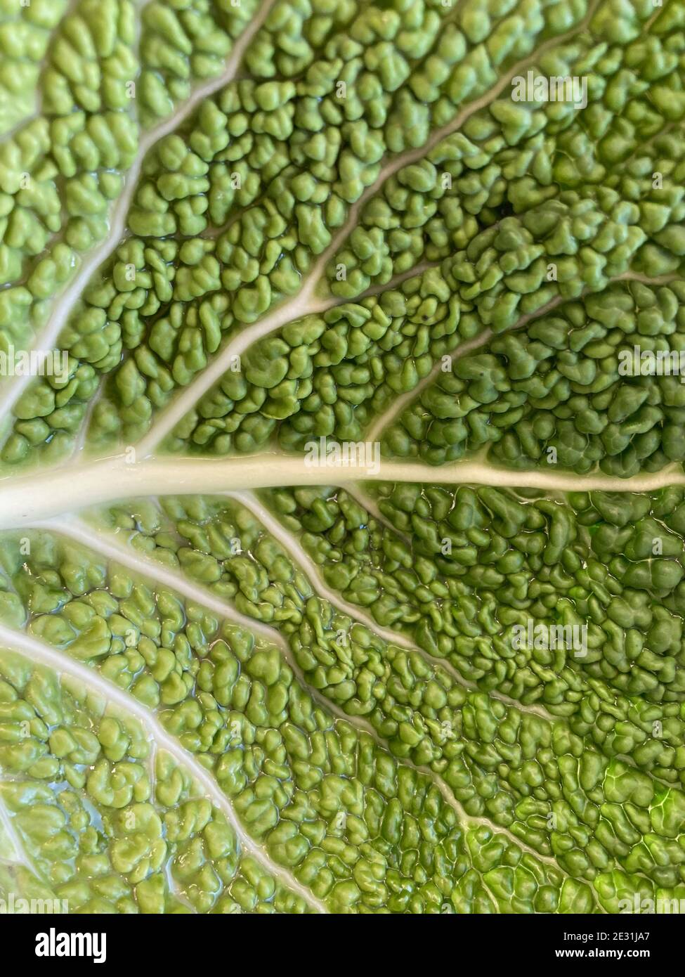 Backdrop of green cabbage leaf hi-res stock photography and images - Alamy