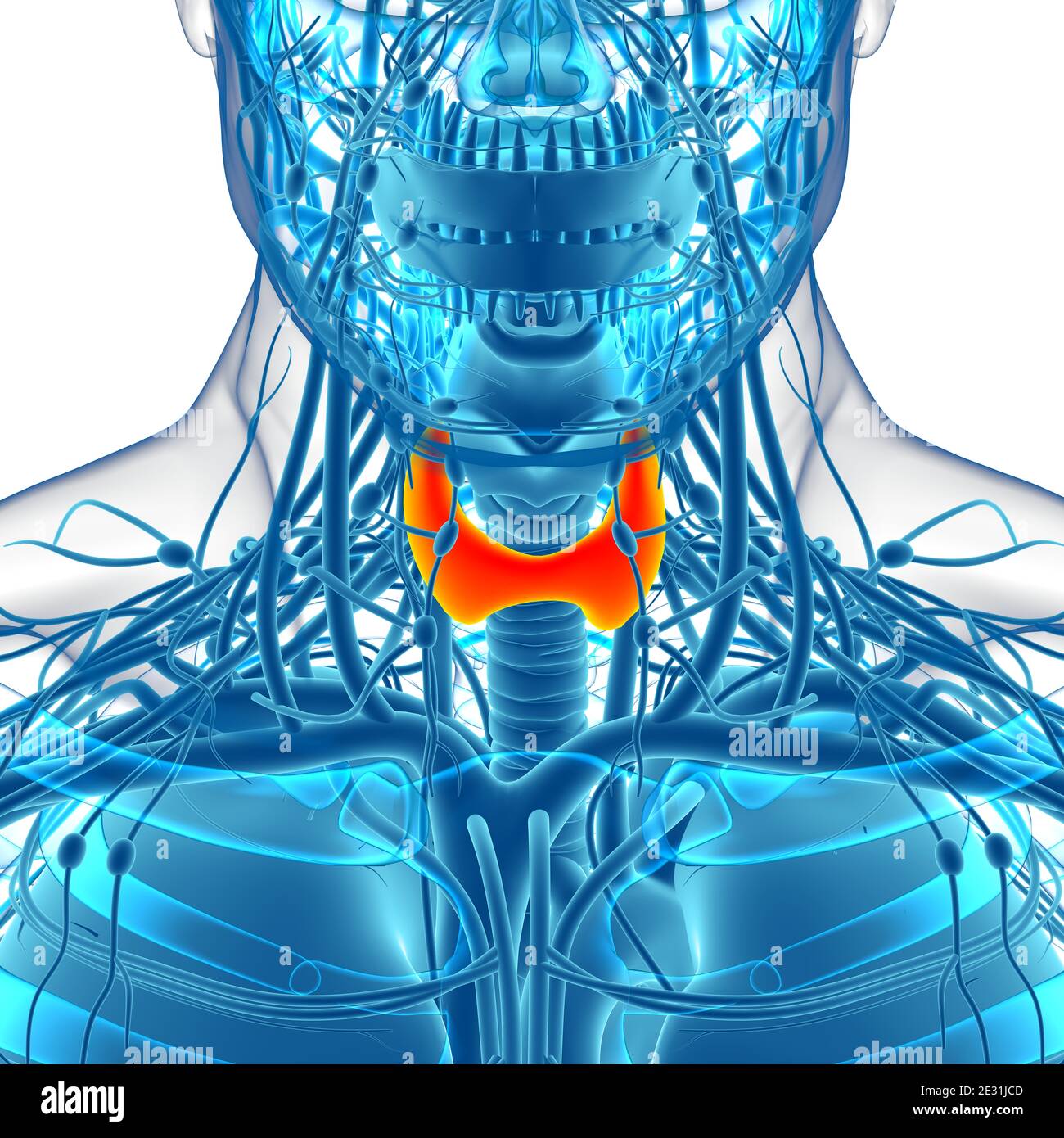 Thyroid Gland Anatomy For Medical Concept 3D Illustration Stock Photo ...