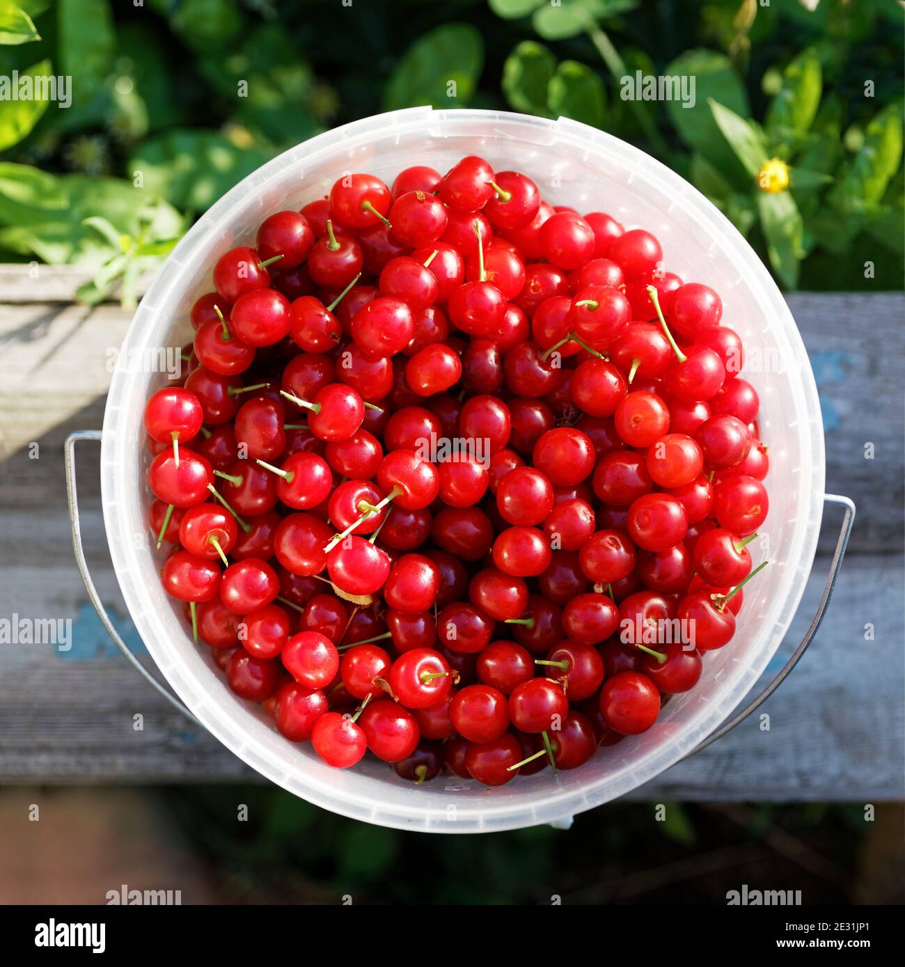 Ripe red cherry in a white plastic bucket on a old garden bench. Top ...