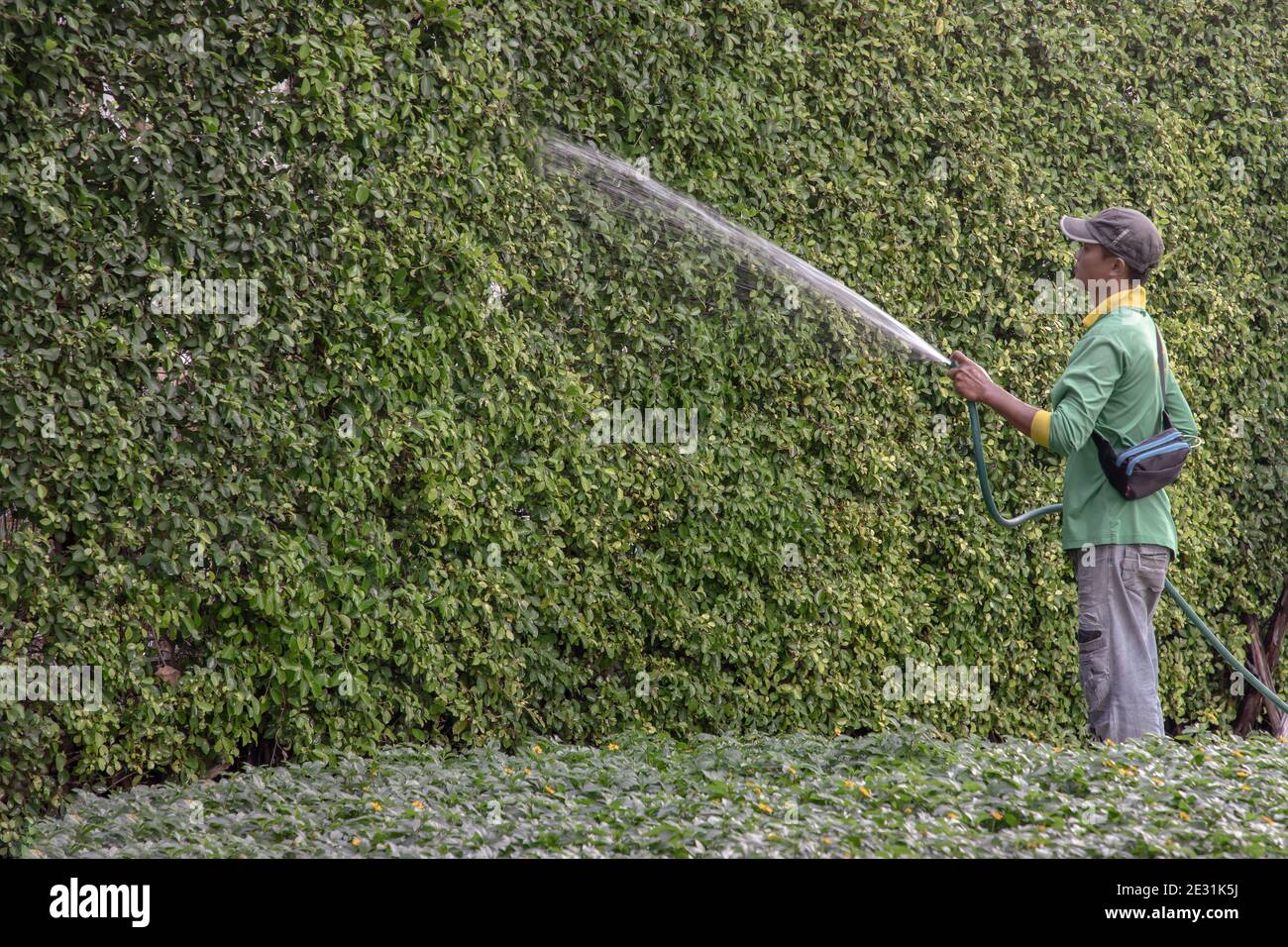 Tree Injection High Resolution Stock Photography and Images - Alamy