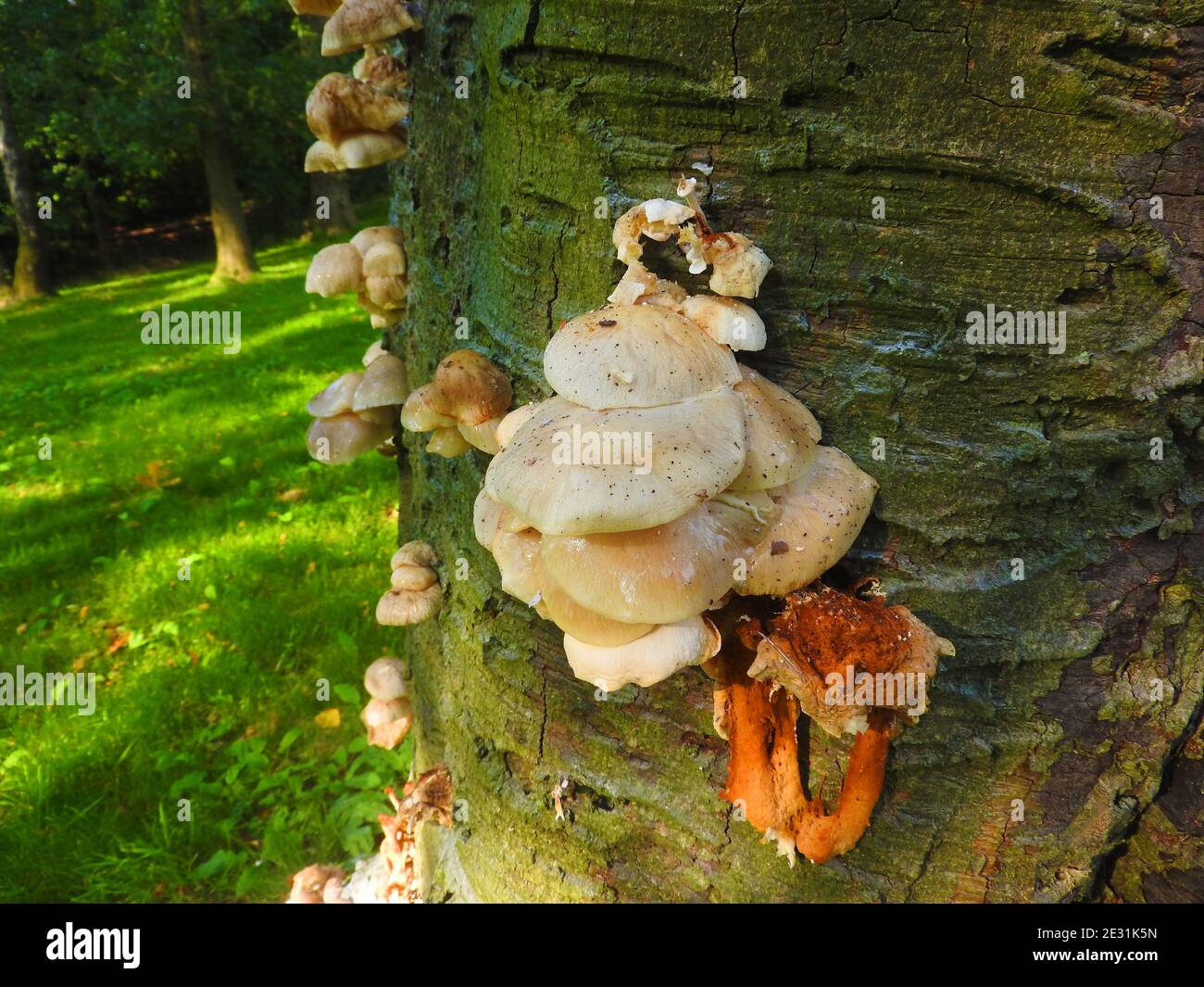 Mixed fungus growing on a woodland tree trunk in Lancashire, England ...