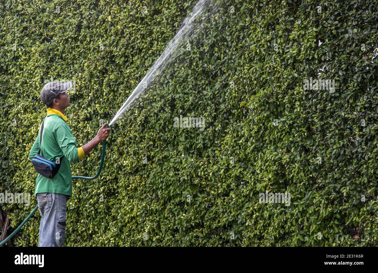 Bangkok, Thailand - Jan 14, 2021 : The gardener was using a rubber hose ...
