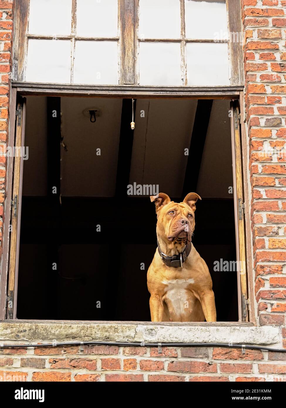 Brown pitbull hi-res stock photography and images - Alamy