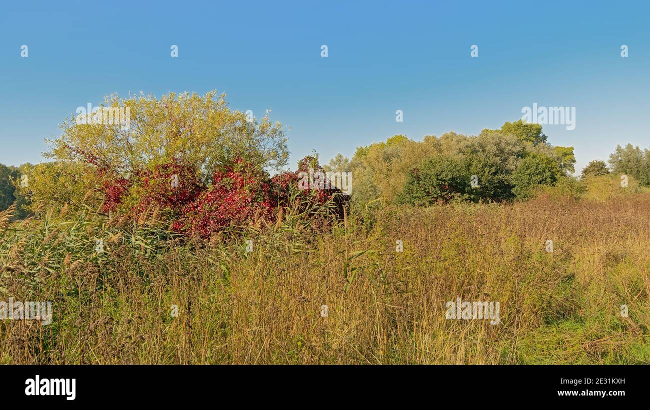 marshland with reed, trees and shrubs in fall colors on a cloudy day in ...