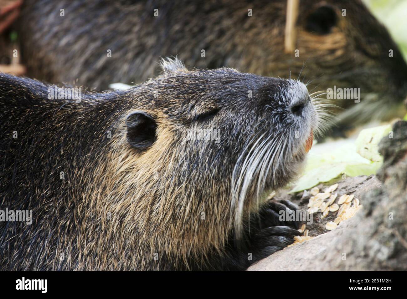 Nutria (myocastor coypus) in a Park, Germany Stock Photo - Alamy