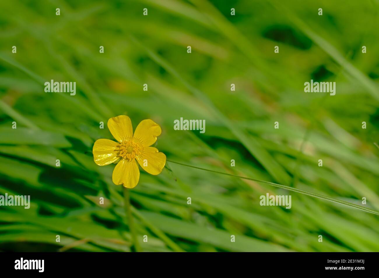 Single bright yellow buttercup flower, selective focus on a green ...