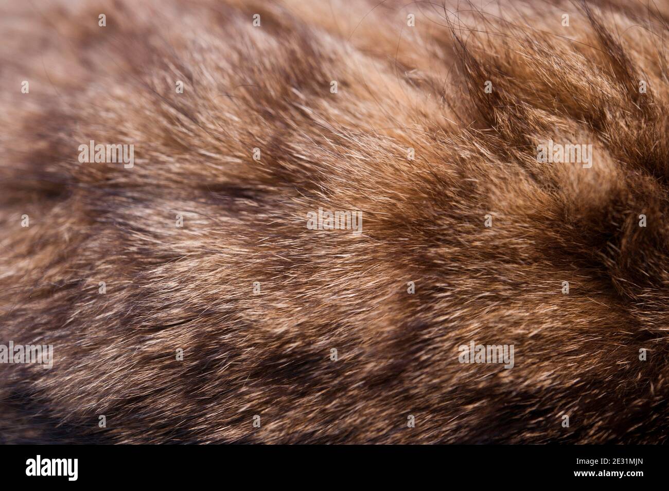 Abstract fur background hi-res stock photography and images - Alamy