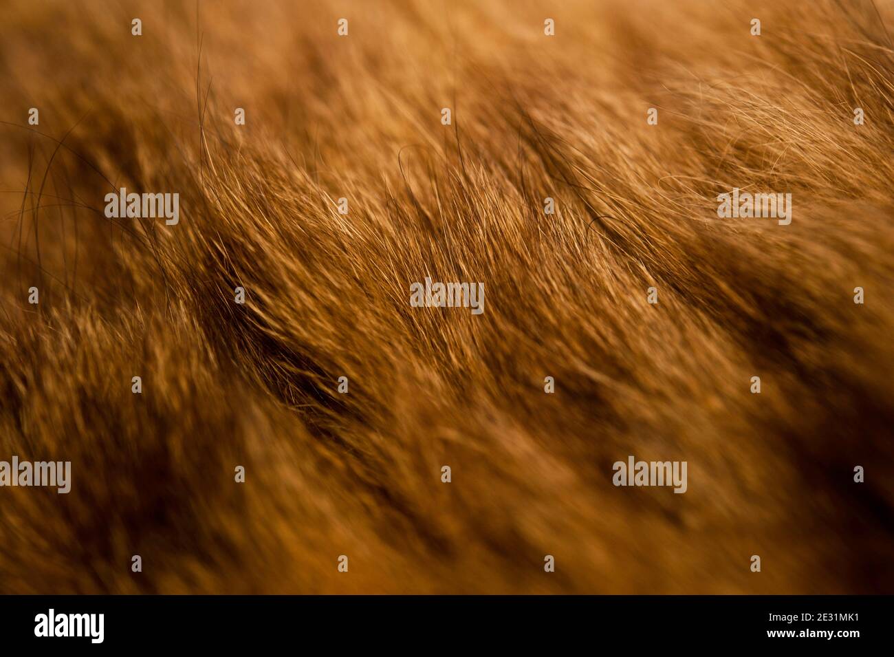 Abstract fur background hi-res stock photography and images - Alamy