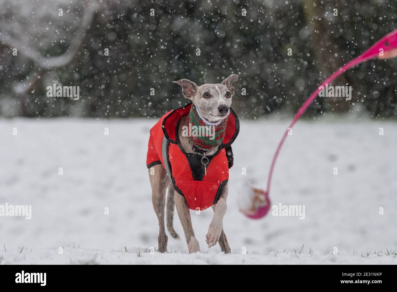 Woolly scarf hi-res stock photography and images - Alamy