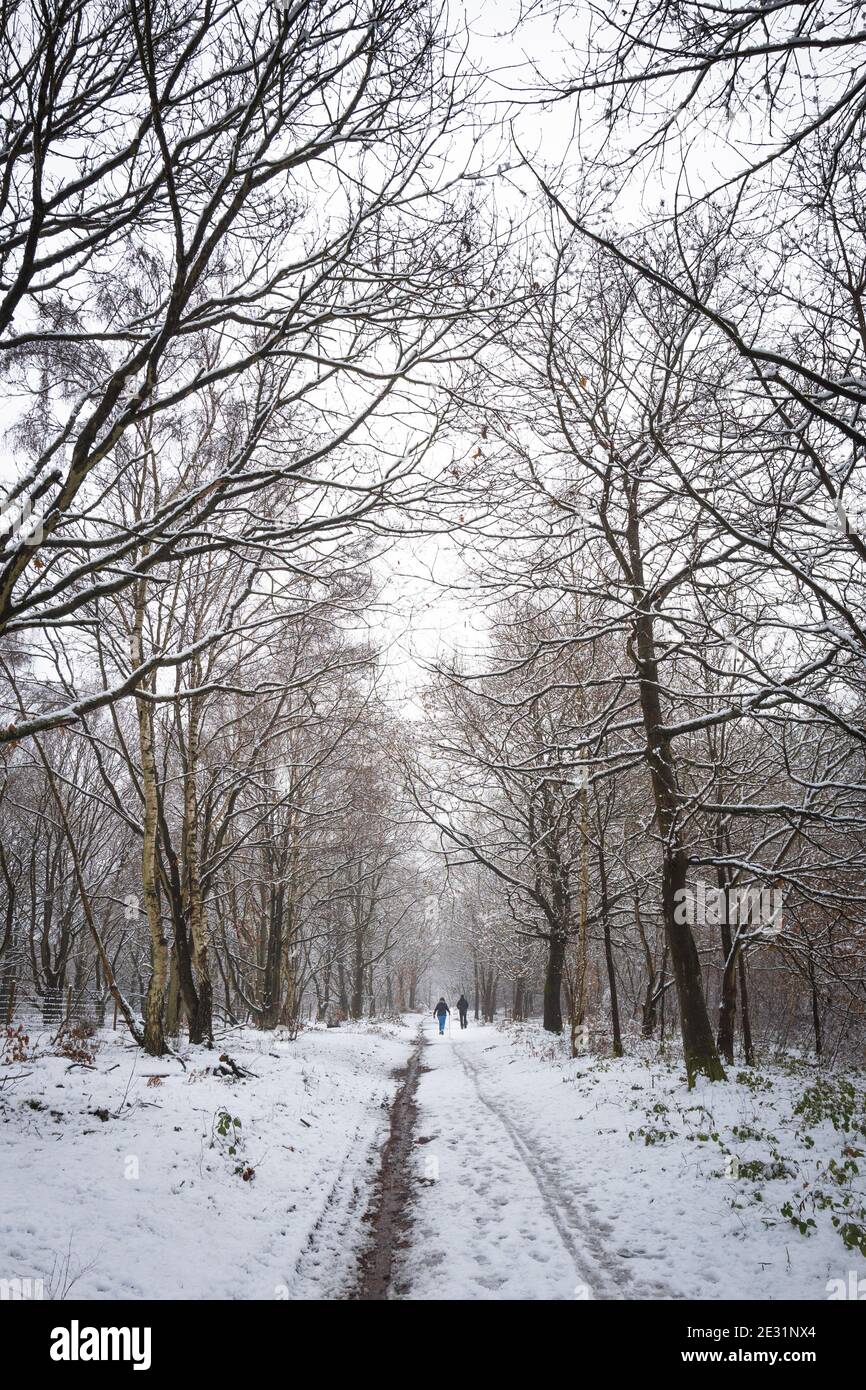 Winter snowy trees sherwood forest hi-res stock photography and images ...