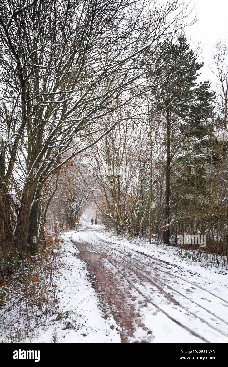 Winter snowy trees sherwood forest hi-res stock photography and images ...
