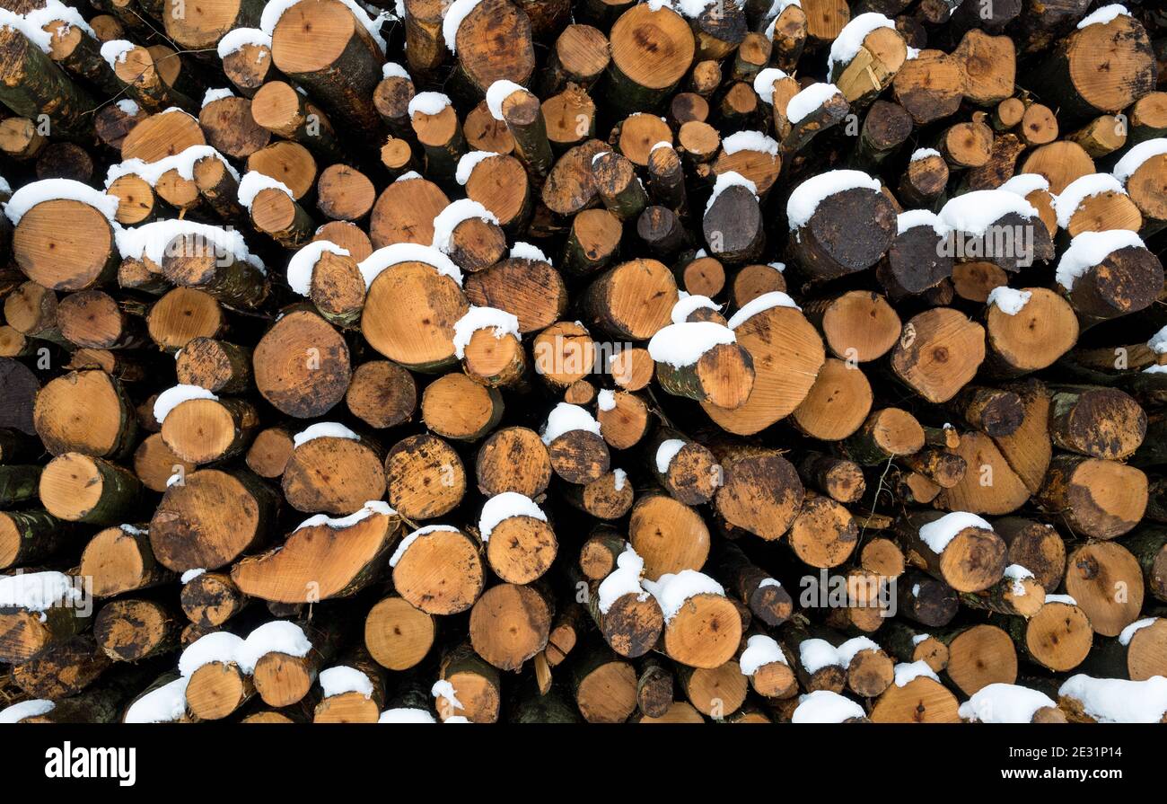 Pile of fresh cut Silver Birch and Beech trees with a layer of snow ...