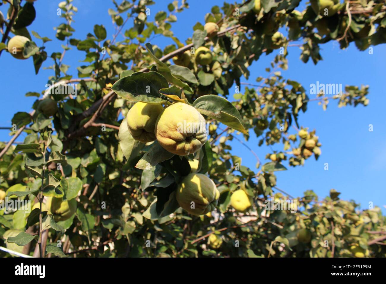 Quince tree hi-res stock photography and images - Alamy