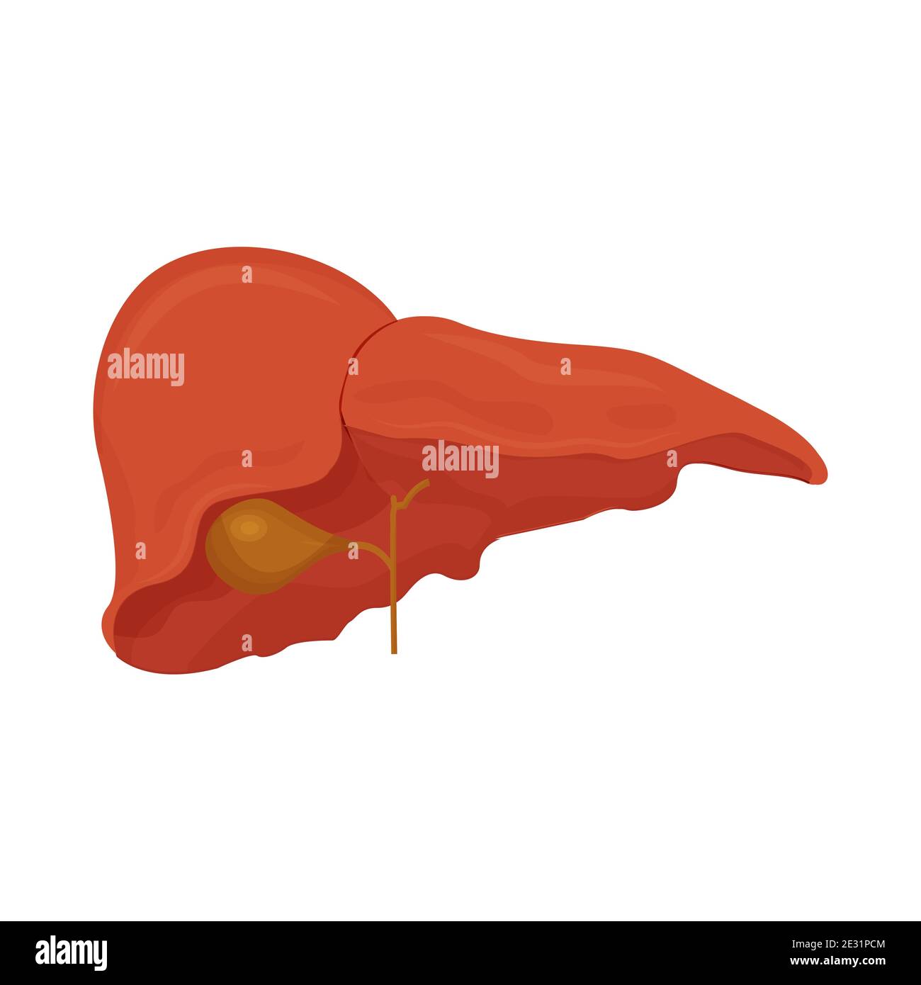 Human liver, organ isolated on white background stock vector ...