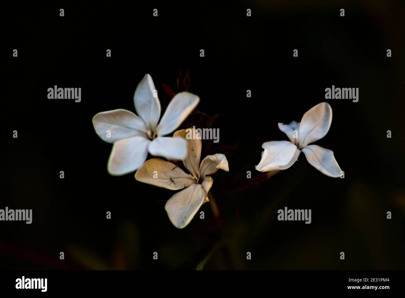 Three little flowers hi-res stock photography and images - Alamy