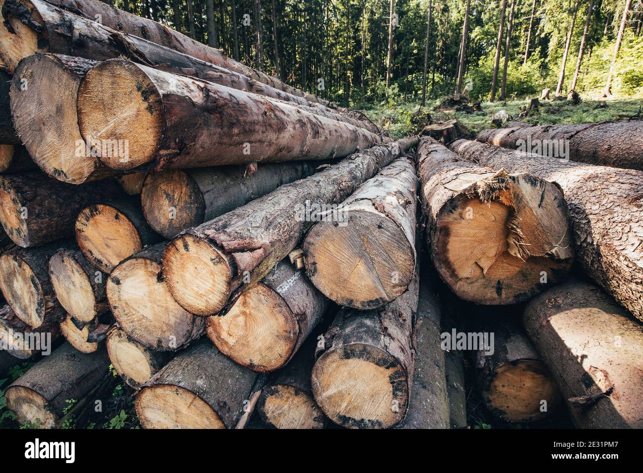 A bunch of logs at a sawmill in the forest - harvesting lumber Stock ...