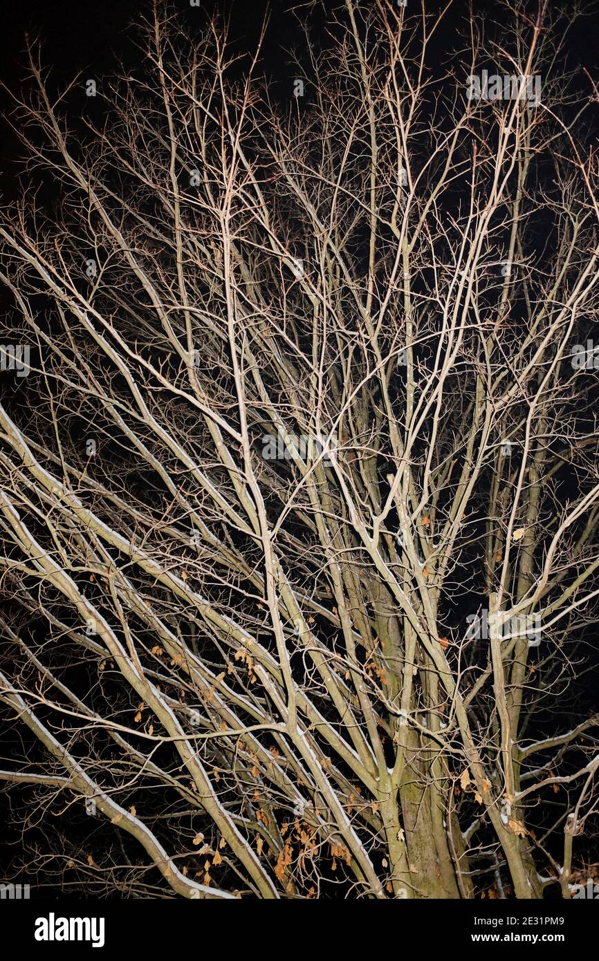 Winter tree branches at night Stock Photo - Alamy