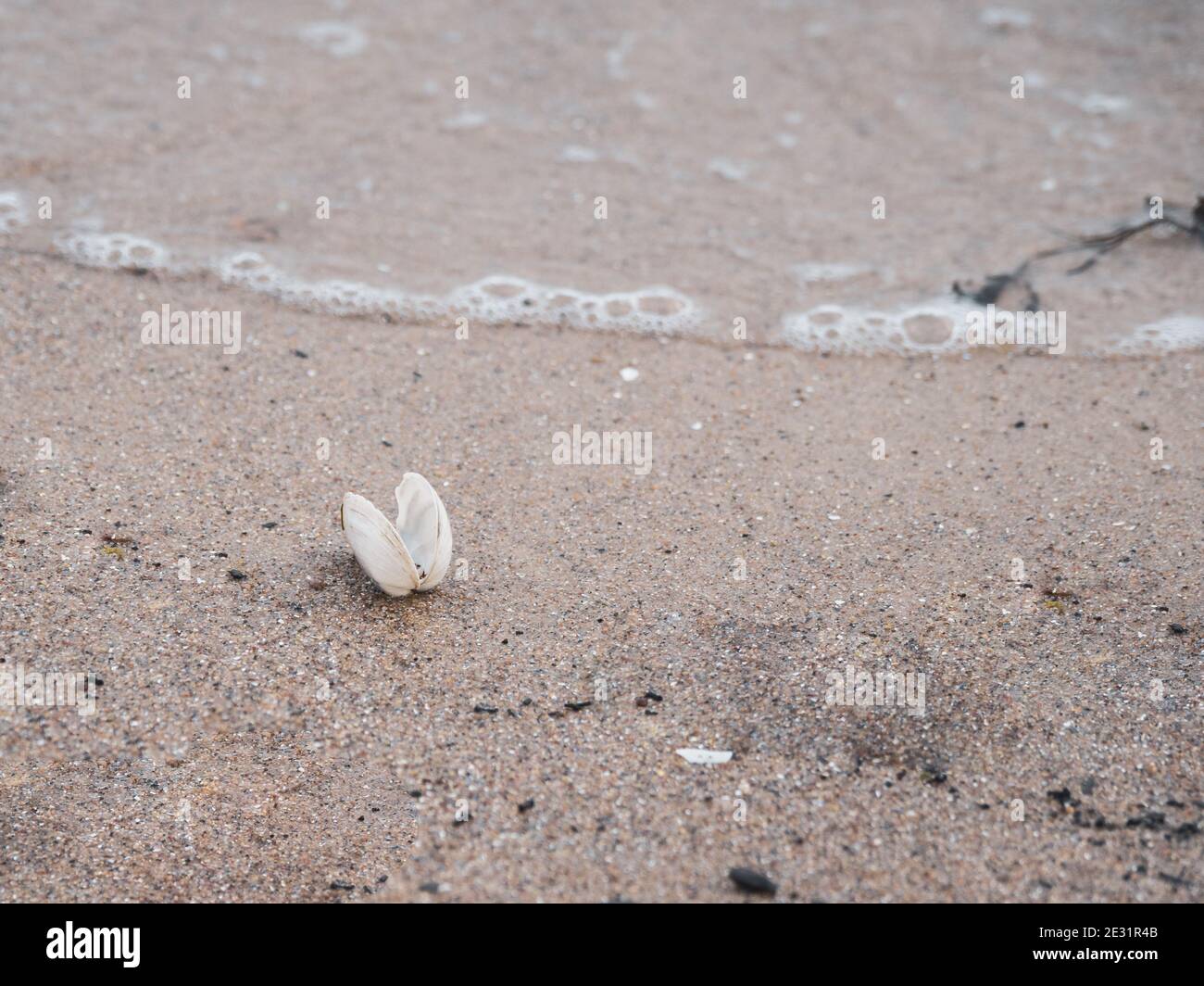 on the beach of the Baltic Sea lies an opened white mussel shell Stock ...