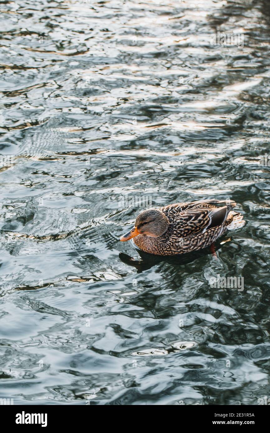 Birds swim in melted water hi-res stock photography and images - Alamy