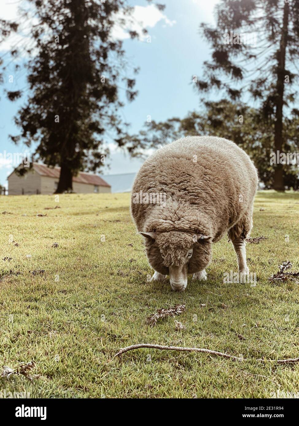 Fat sheep hi-res stock photography and images - Alamy