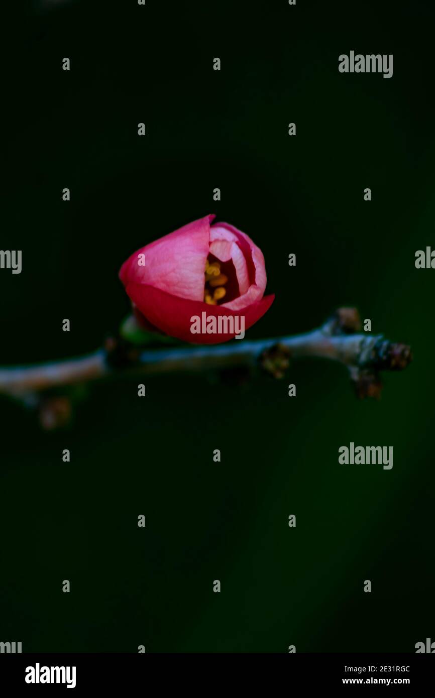 Lonely little hi-res stock photography and images - Alamy