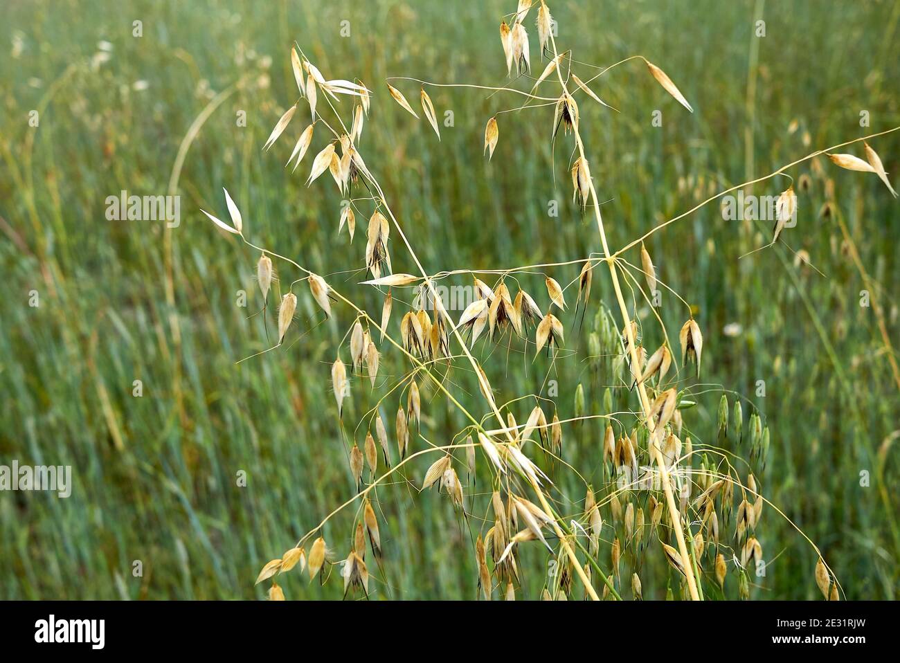 Blue avena grass hi-res stock photography and images - Alamy