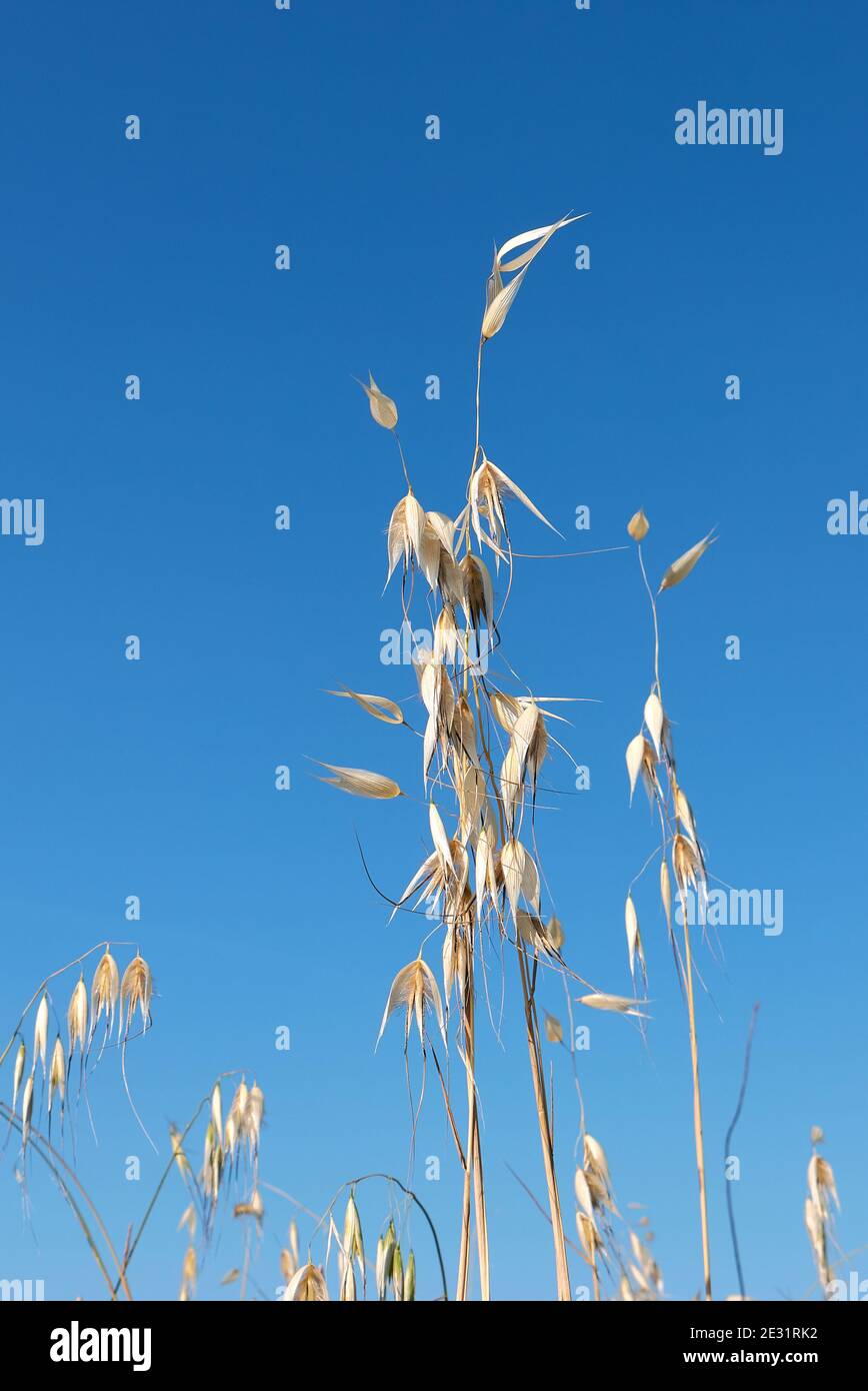 Blue avena grass hi-res stock photography and images - Alamy