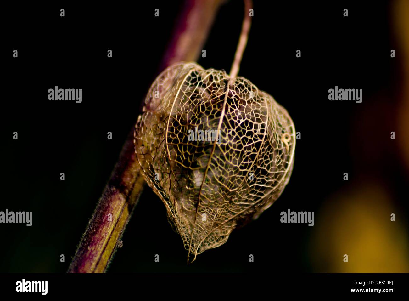 Phillasys hi-res stock photography and images - Alamy