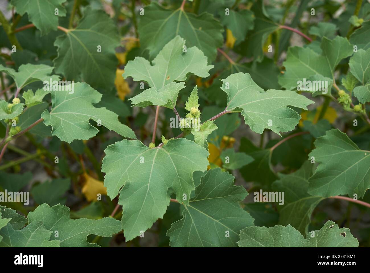 Xanthium hi-res stock photography and images - Alamy