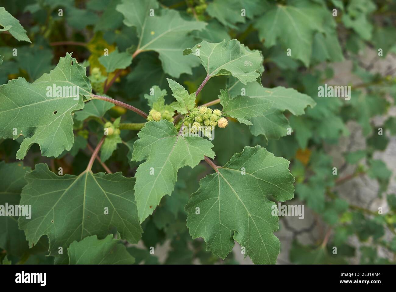 Xanthium orientale italicum hi-res stock photography and images - Alamy