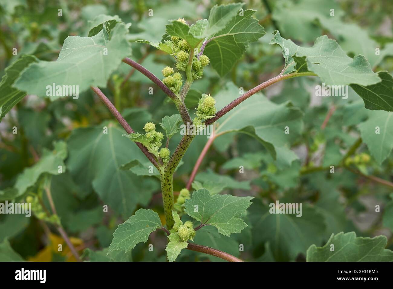 Xanthium italicum hi-res stock photography and images - Alamy