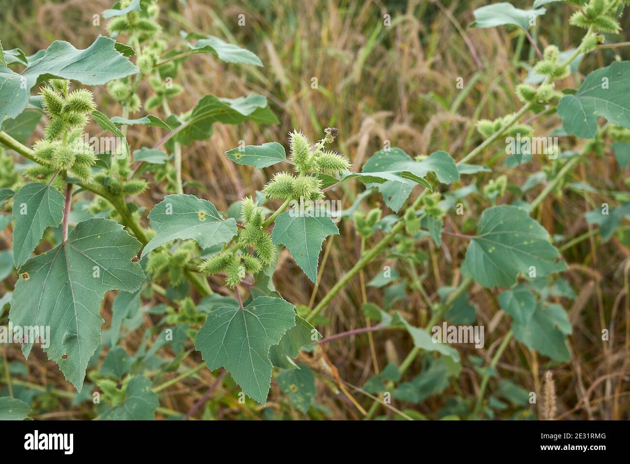 Xanthium italicum hi-res stock photography and images - Alamy